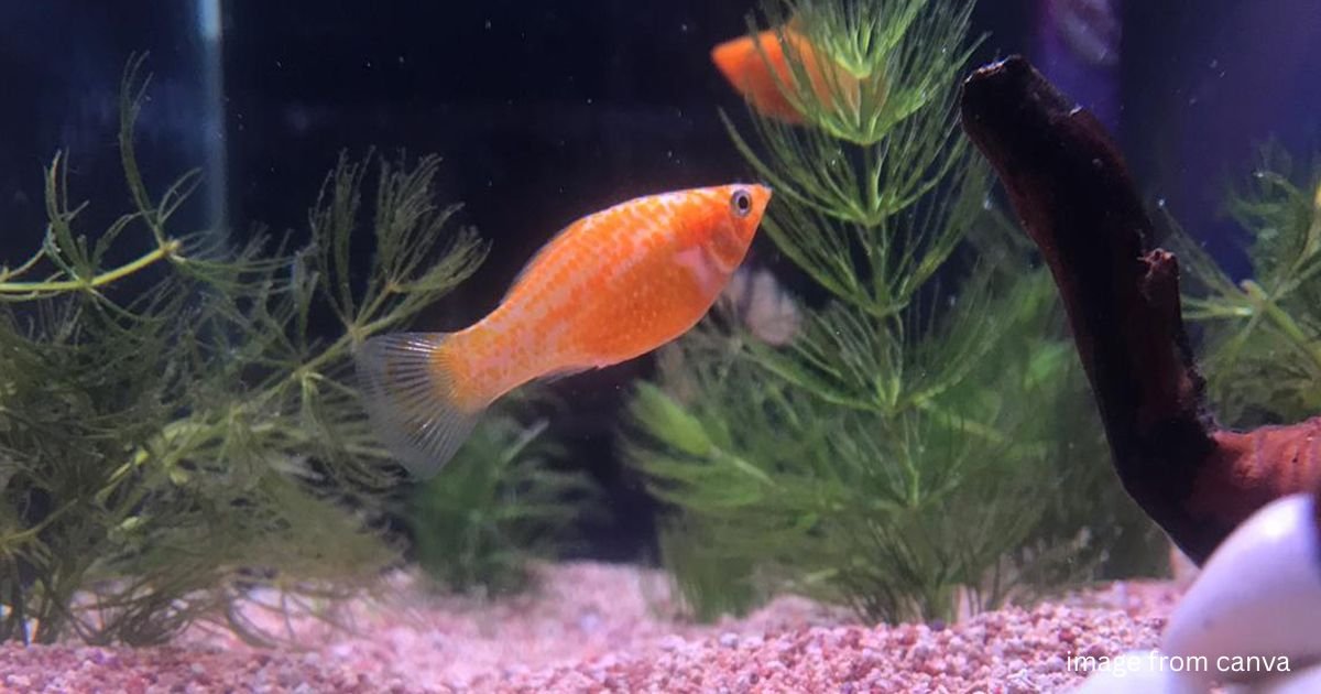 Pregnant Molly Fish? Spot The Signs & What To Do Next